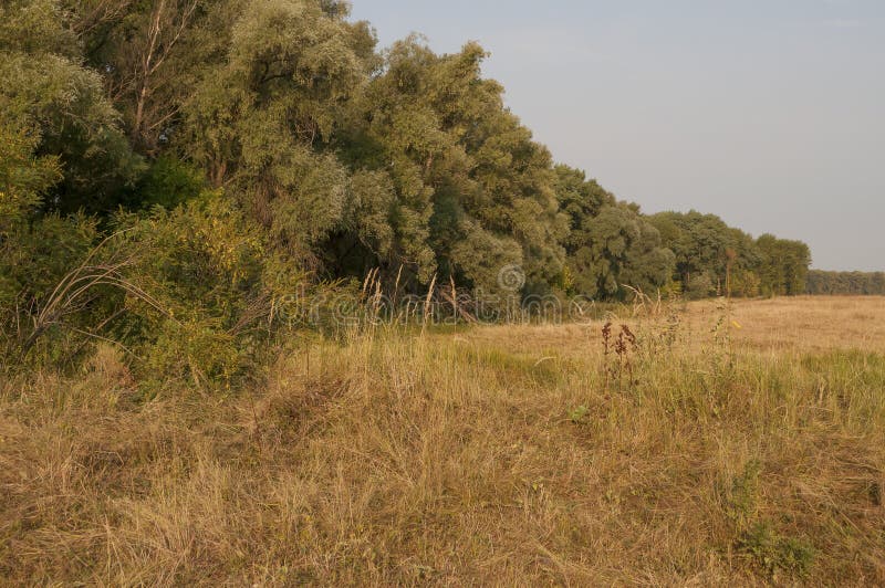 Early Fall Trees of Green and Yellow Colors. Landscape Stock Image ...