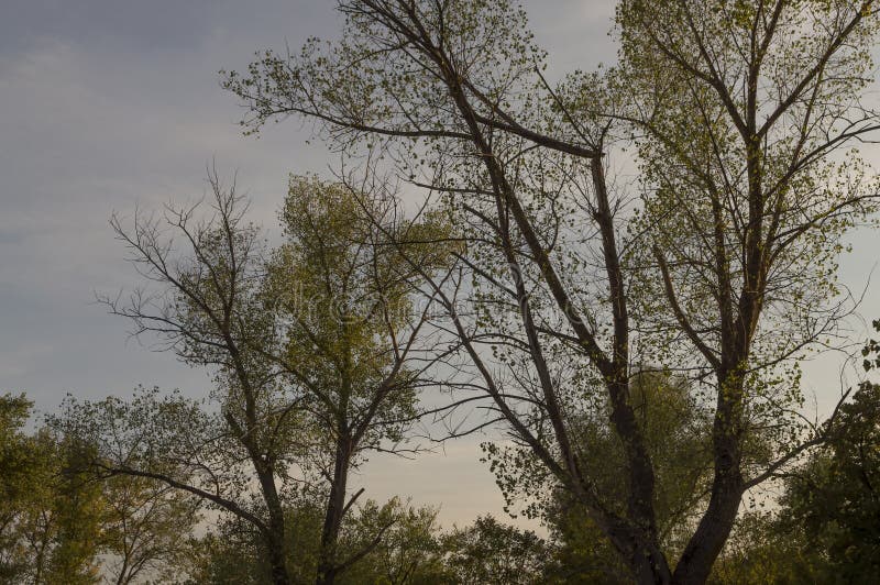 Early Fall Trees of Green and Yellow Colors. Landscape Stock Photo ...
