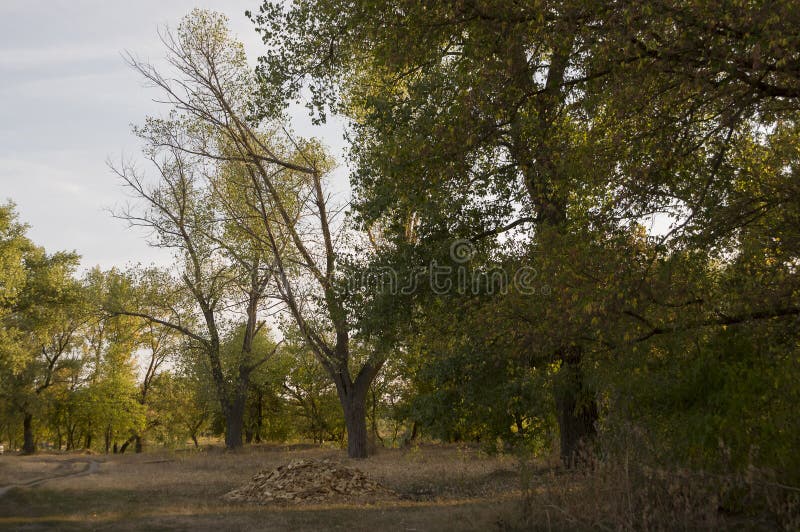 Early Fall Trees of Green and Yellow Colors. Landscape Stock Image ...