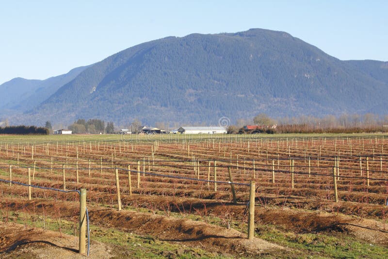 Farm in Valley stock photo. Image of blueberry, fruit - 37096856