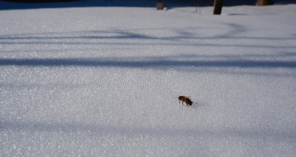 Early Flight of Honey Bees in the Apiary. Bee on White Snow Stock Image ...