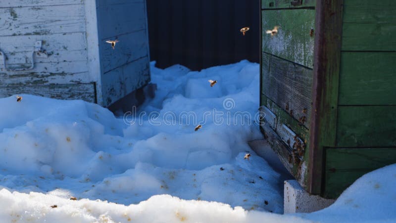 Early Flight of Honey Bees in the Apiary. Bee on White Snow Stock Image ...