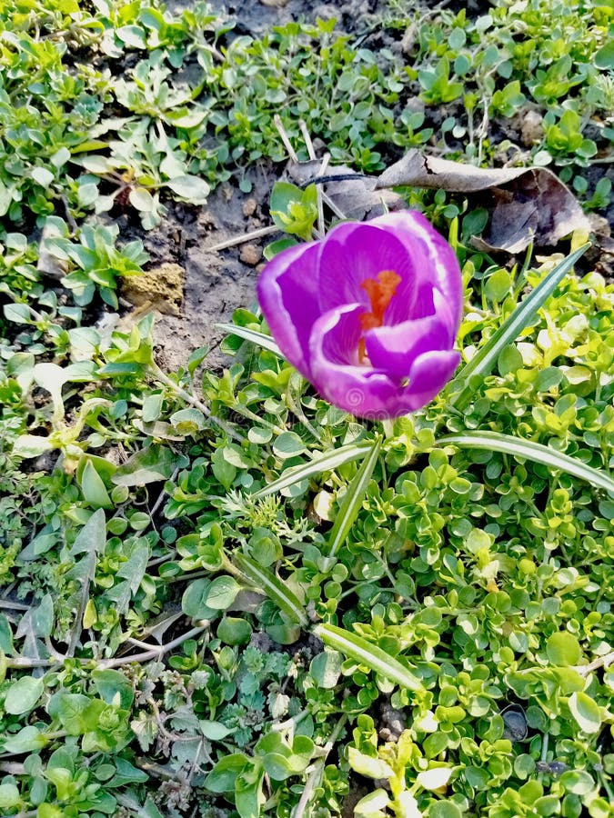 Early flovers stock image. Image of flovers, crocus - 174231189