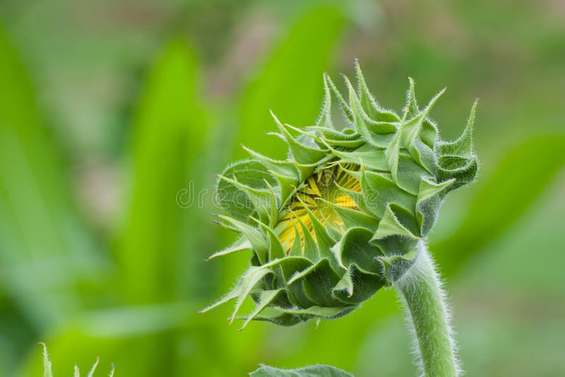 Early Flowering Sunflowers are Blooming Stock Image - Image of beauty ...