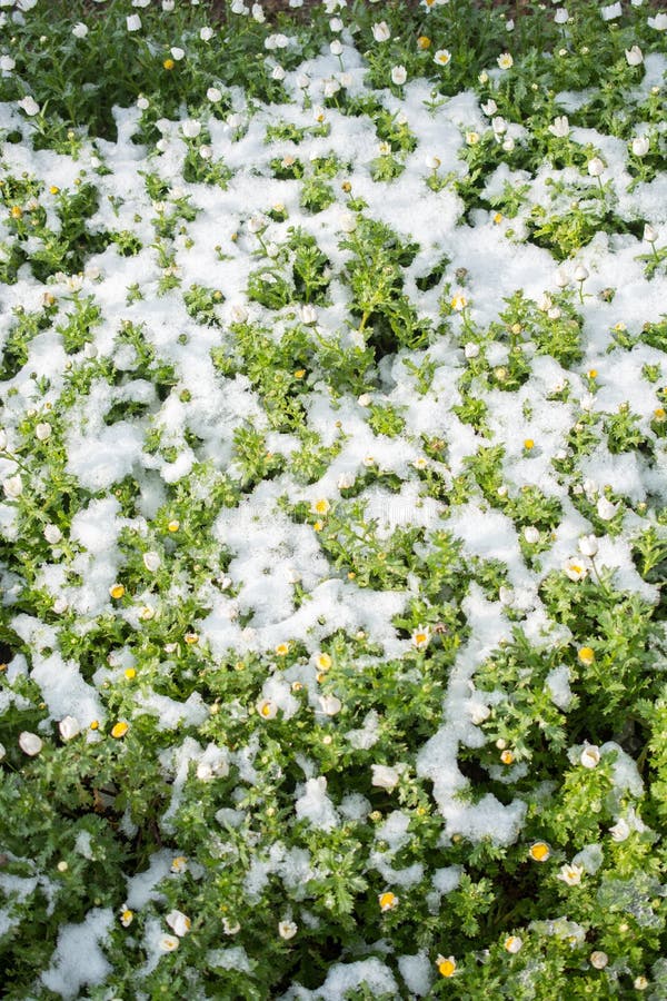 Early Flowers Oof the Spring Under Snow Stock Photo - Image of beauty ...