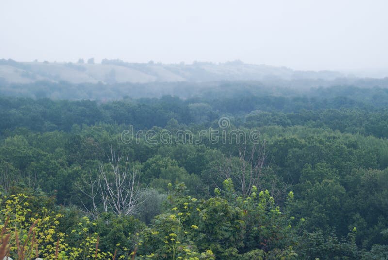 Early Fog Above the Floodplain of the River, Overgrown with Fore Stock ...