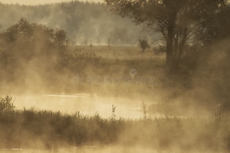 Early Foggy Morning on the River. Foggy Morning Magic Stock Photo ...