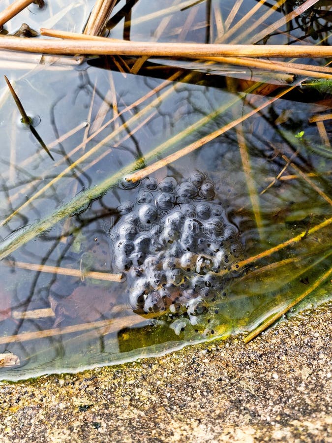 Early Frogspawn in January in the Uk Stock Photo - Image of insect ...