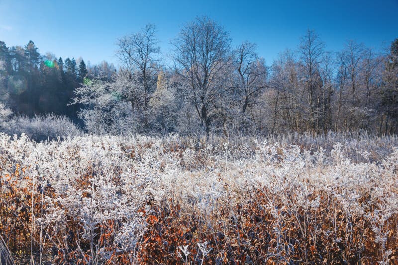 Early frost stock photo. Image of december, rime, hoar - 65423222