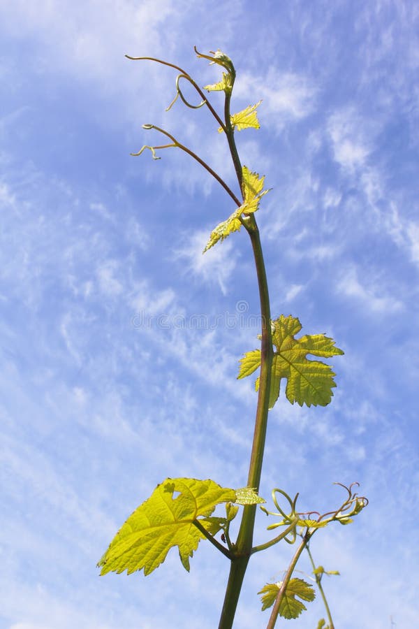 Early Grapevine stock photo. Image of single, fresh, columbia - 25682296