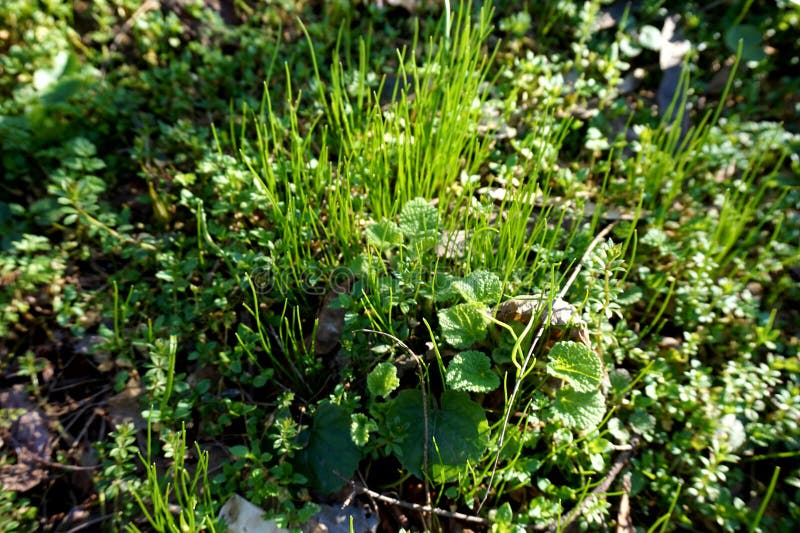 Early Green Spring Grass on the Lawn. Stock Image - Image of leaves ...