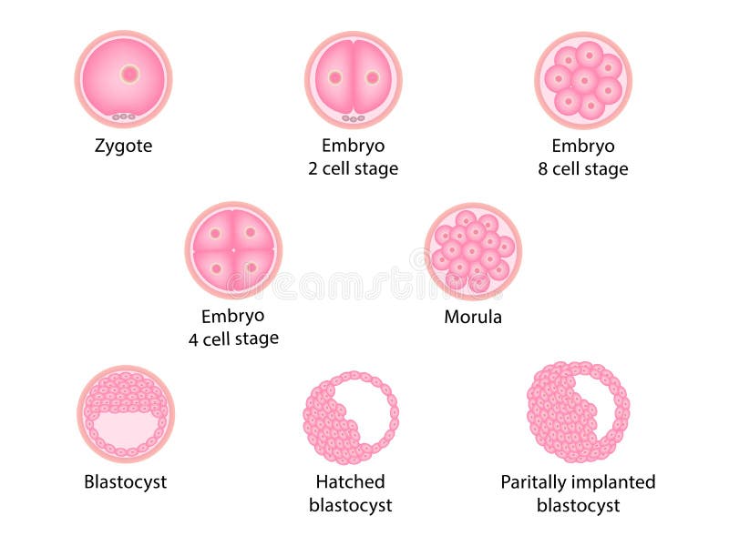 Early human development stock vector. Illustration of fertility - 148692119