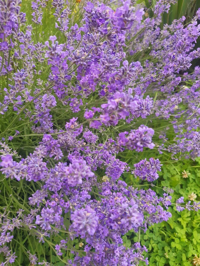 Lavender Rain stock image. Image of flora, lavender, closeup - 10160263