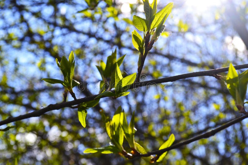 Early Leaves in the Spring Sun Stock Photo - Image of forest, glade ...