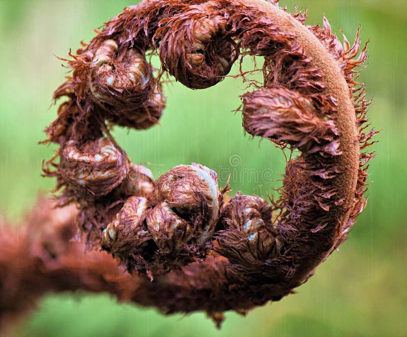 Early life stock image. Image of stages, fern, life - 124775053