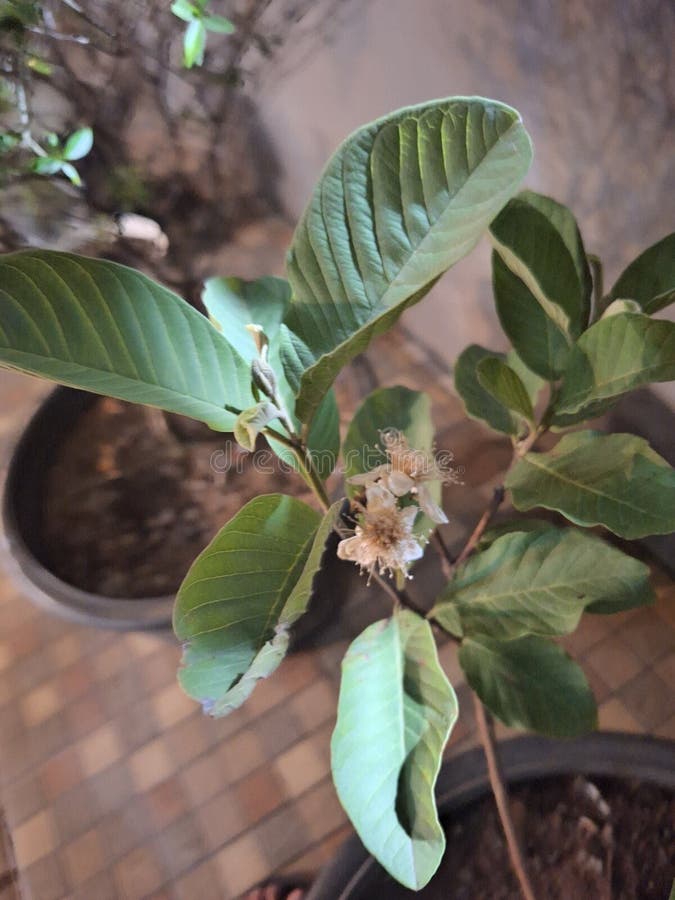 Early Life Guava Fruit Stock Photos - Free & Royalty-Free Stock Photos ...