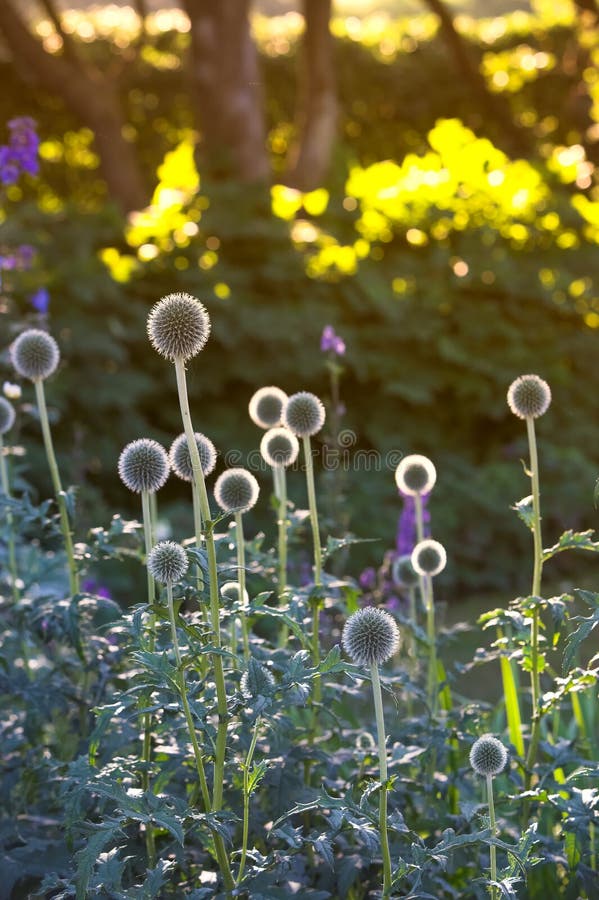 Early morning stock image. Image of plant, horticulture - 1949577