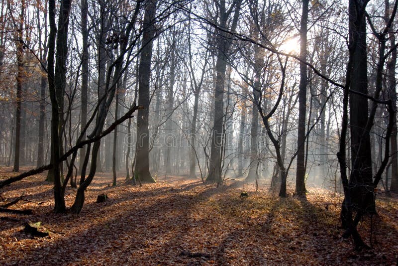 Early morning stock photo. Image of fall, enlightenment - 3703348