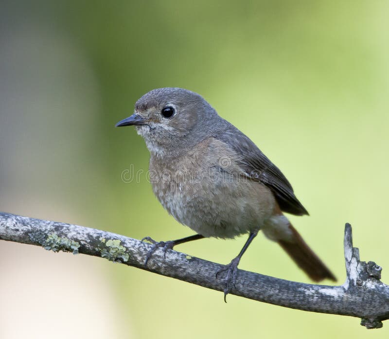 Phoenicurus phoenicurus stock image. Image of tree, blue - 104052257