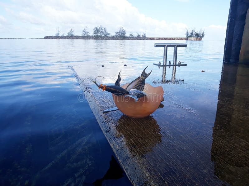 Early Morning Breakfast Fish and More Fish Stock Image - Image of ...