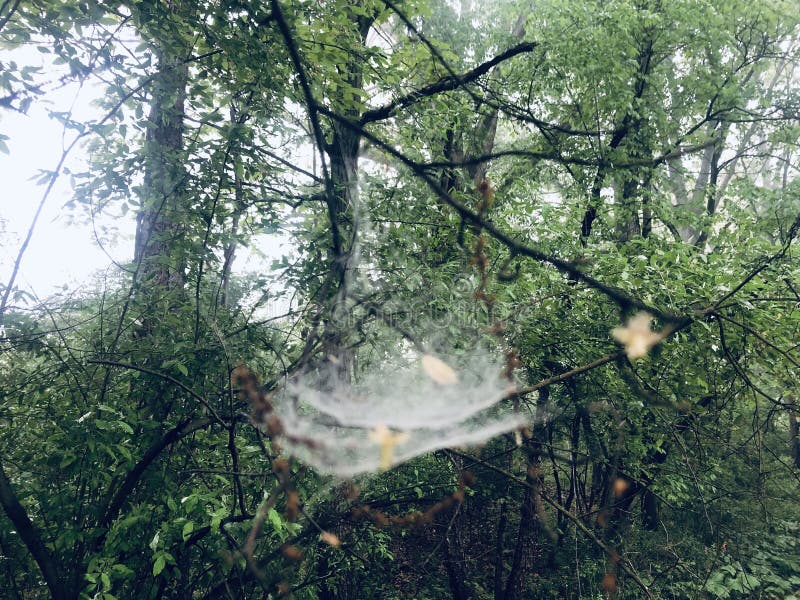 Early morning cobwebs stock image. Image of outdoor - 247831009