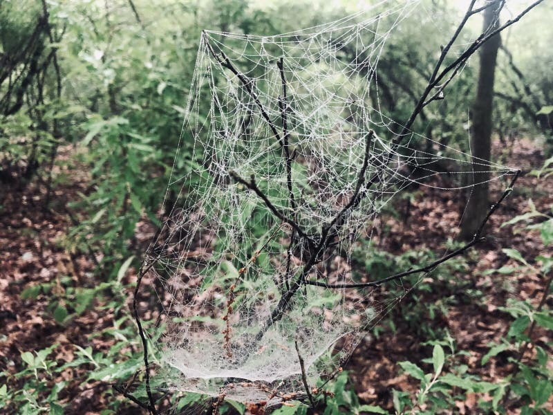 Early morning cobwebs stock photo. Image of catnip, harrisburg - 247831268