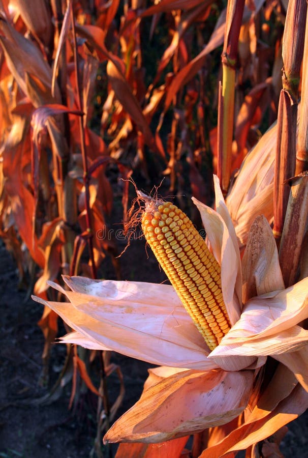 Fall Corn Field stock image. Image of farm, fall, corn - 1354637