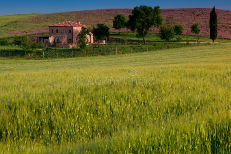 Early Morning on Countryside Stock Photo - Image of farm, corn: 25837642