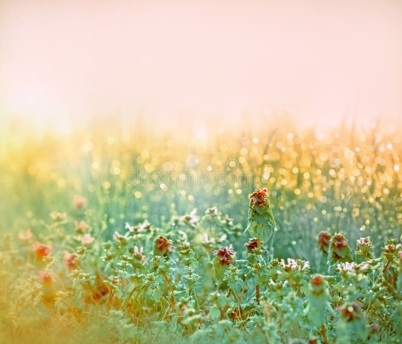 Early Morning Dew on the Lawn in Meadoe Stock Image - Image of dewdrops ...