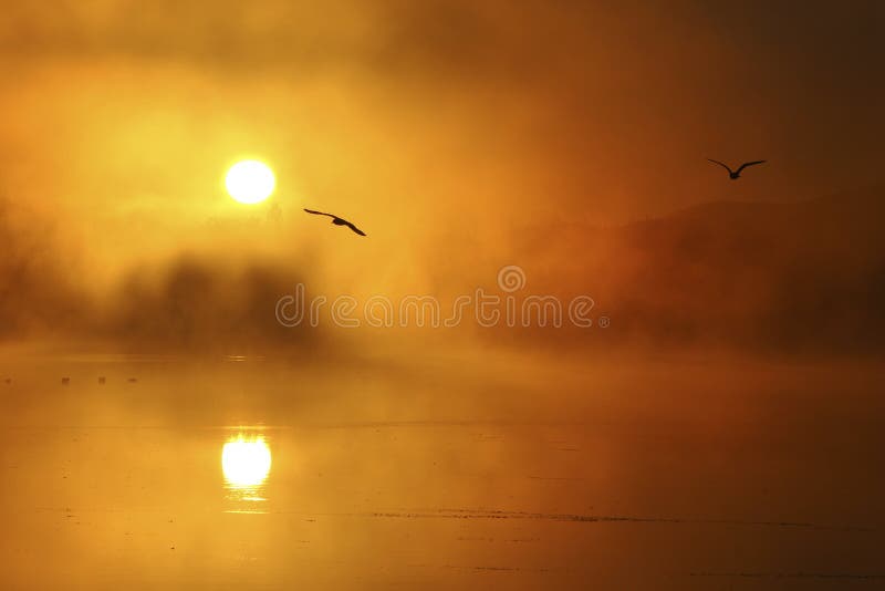 Early morning in fall stock image. Image of early, birds - 2161433