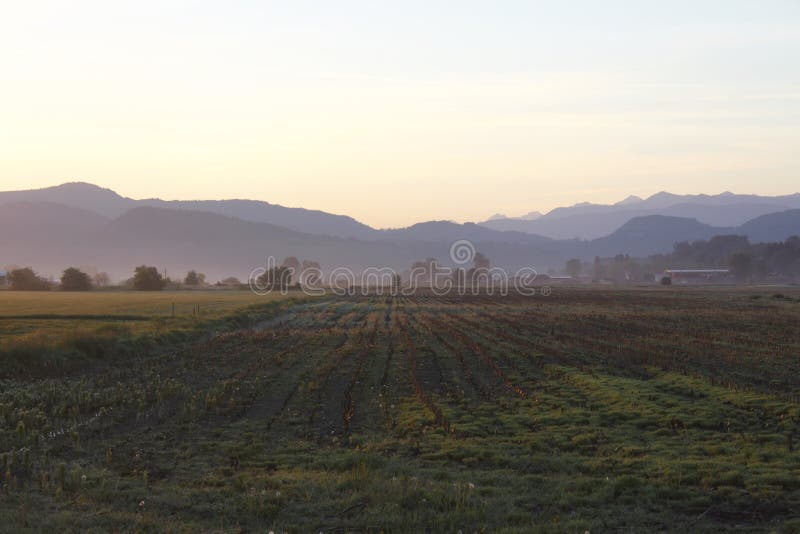 Early Morning Farm Country stock image. Image of canada - 24794437