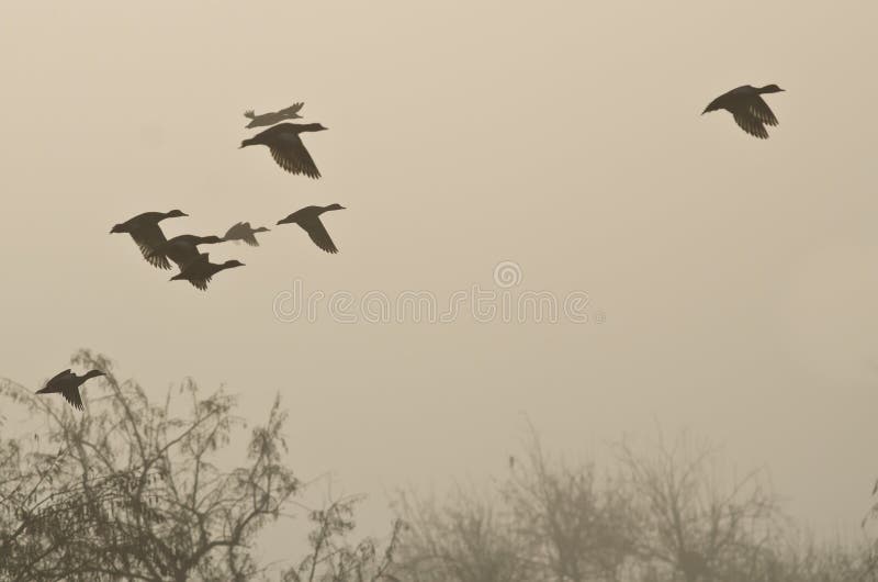 Early Morning Flight of Ducks Above Foggy Marsh Stock Photo - Image of ...