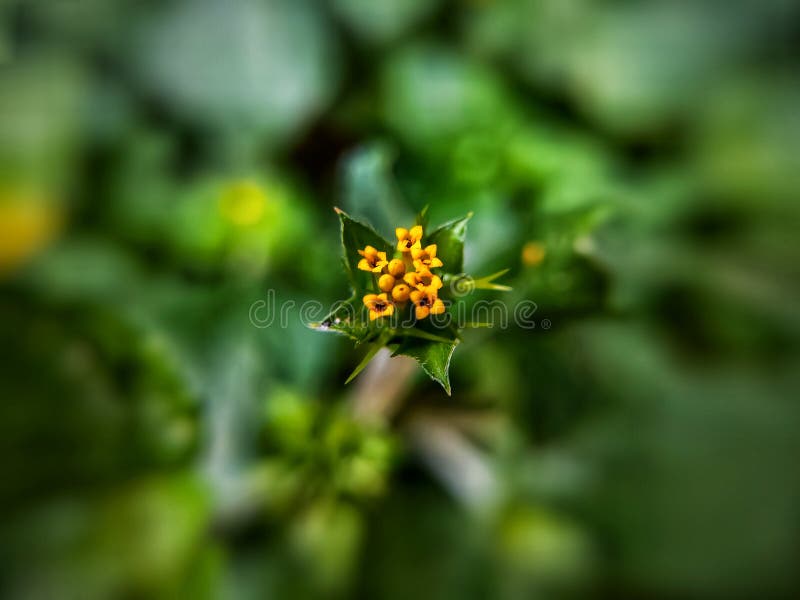 Early Morning Flower Portrait with Natural Light Stock Image - Image of ...