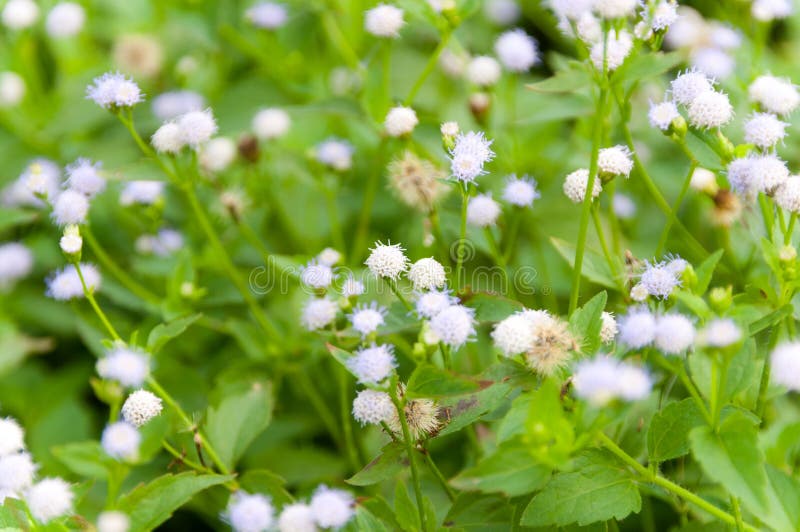 Early morning flower stock image. Image of early, morningview - 119667123