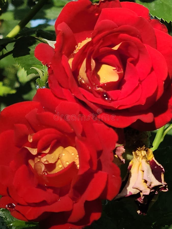 Early morning flowers stock photo. Image of flower, rose - 233768496