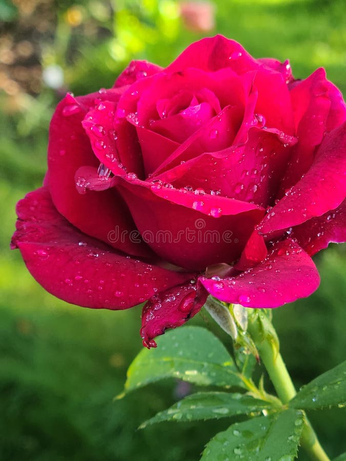 Early morning flowers stock photo. Image of pink, shrub - 233768516