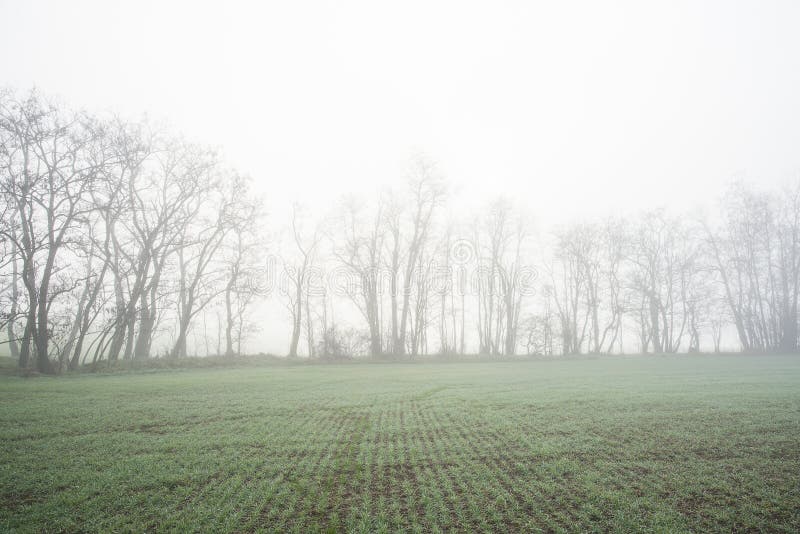 Early Morning Fog in Fall in the Field with Tress Stock Image - Image ...