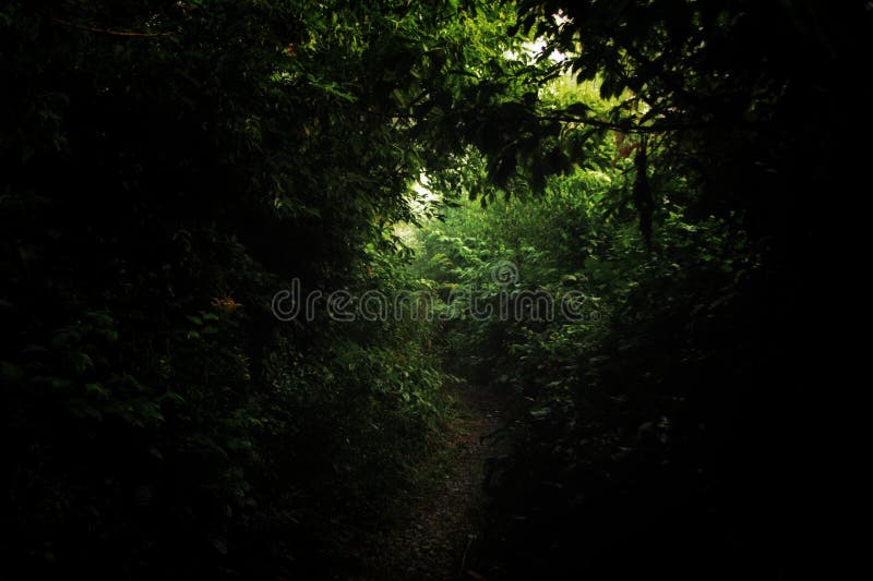 Dark forest path stock image. Image of early, dark, secluded - 284712315