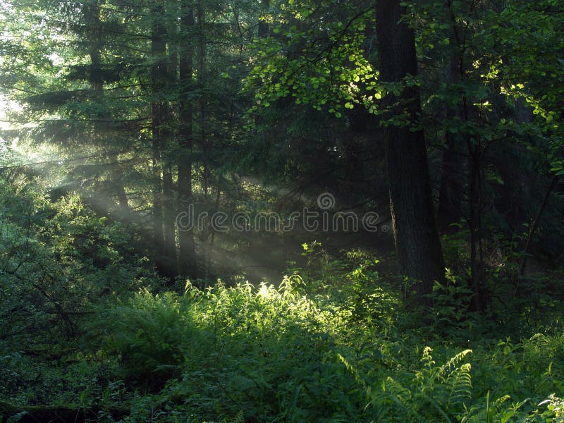 Yosemite Forest stock photo. Image of park, trees, serene - 162238