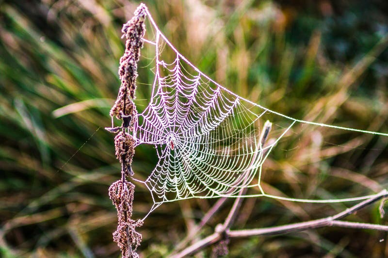 Cobweb in the frost stock photo. Image of macro, autumn - 65686408
