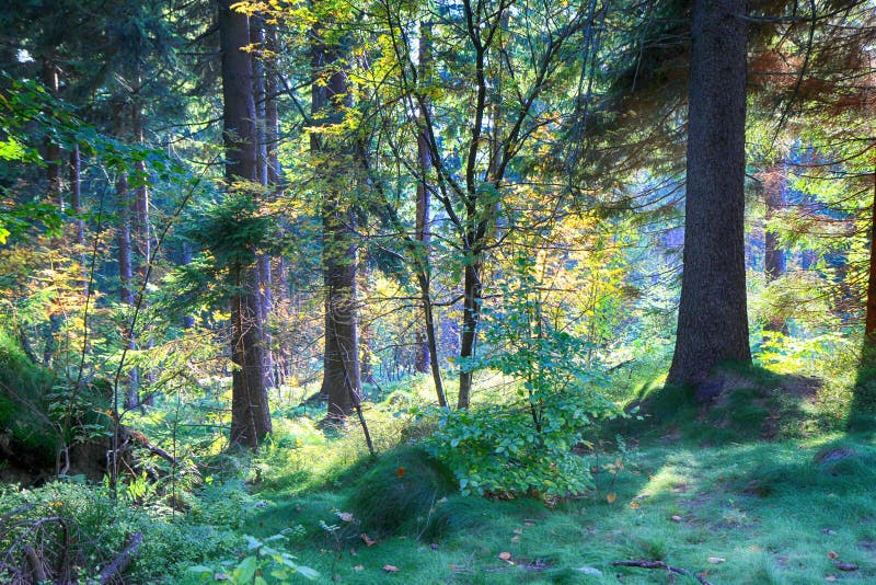 Early morning forest stock photo. Image of panoramic - 127029122
