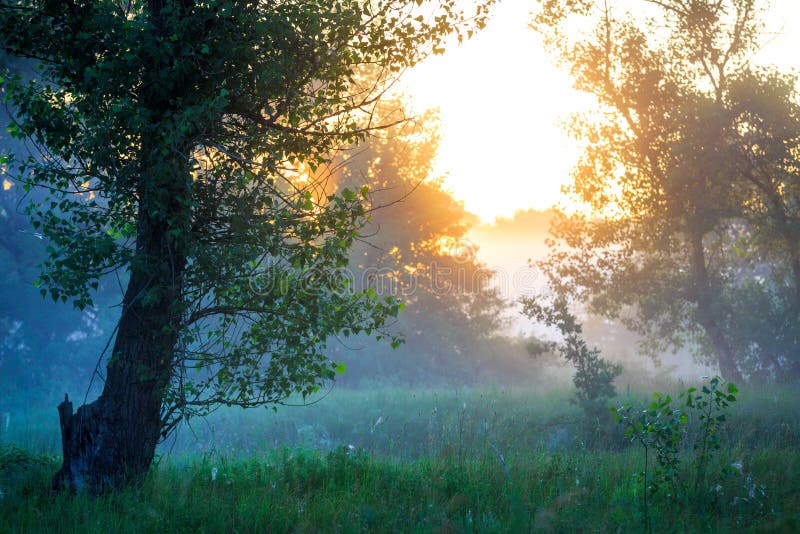 Early morning in forest stock image. Image of foliage - 55159879