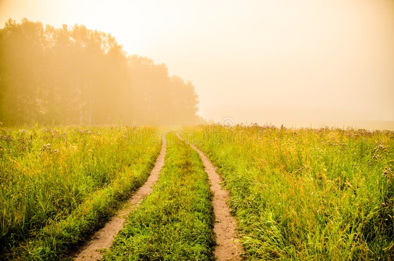 Early Morning. Forest Hiding in the Fog. Forest Path Stock Photo ...