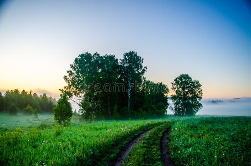 Early Morning. Forest Hiding in the Fog. Forest Path Stock Photo ...