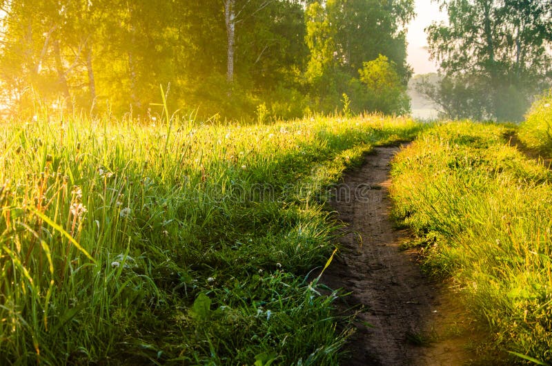 Early Morning. Forest Hiding in the Fog. Forest Path Stock Photo ...