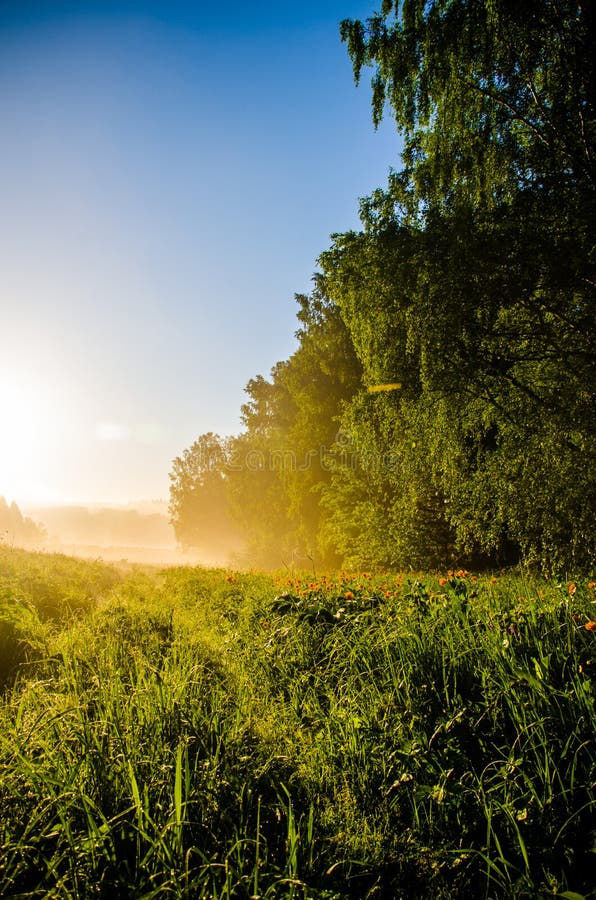 Early Morning. Forest Hiding in the Fog. Forest Path Stock Photo ...