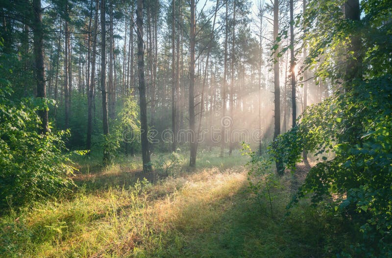 Early Morning in the Forest, the Sun S Rays Break through the Branches ...