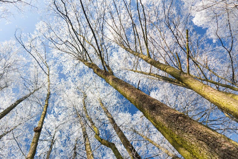 Winter Frost on trees stock photo. Image of nature, sunlight - 134931602