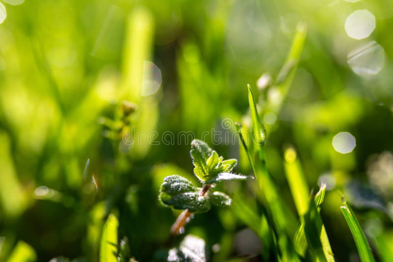 Early Morning Grass Dew on Back Yard Lawn Stock Photo - Image of grass ...