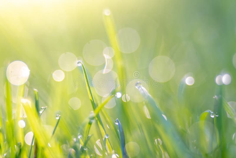 Early Morning Grass Dew on Back Yard Lawn Stock Photo - Image of focus ...